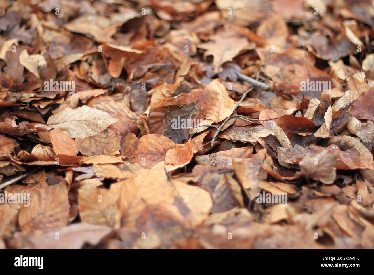 Crunch in leaves hi-res stock photography and images - Alamy