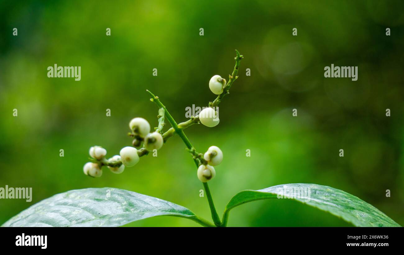 Chloranthus officinalis (Chloranthus erectus, Lowland Chloranthus, Rami ...