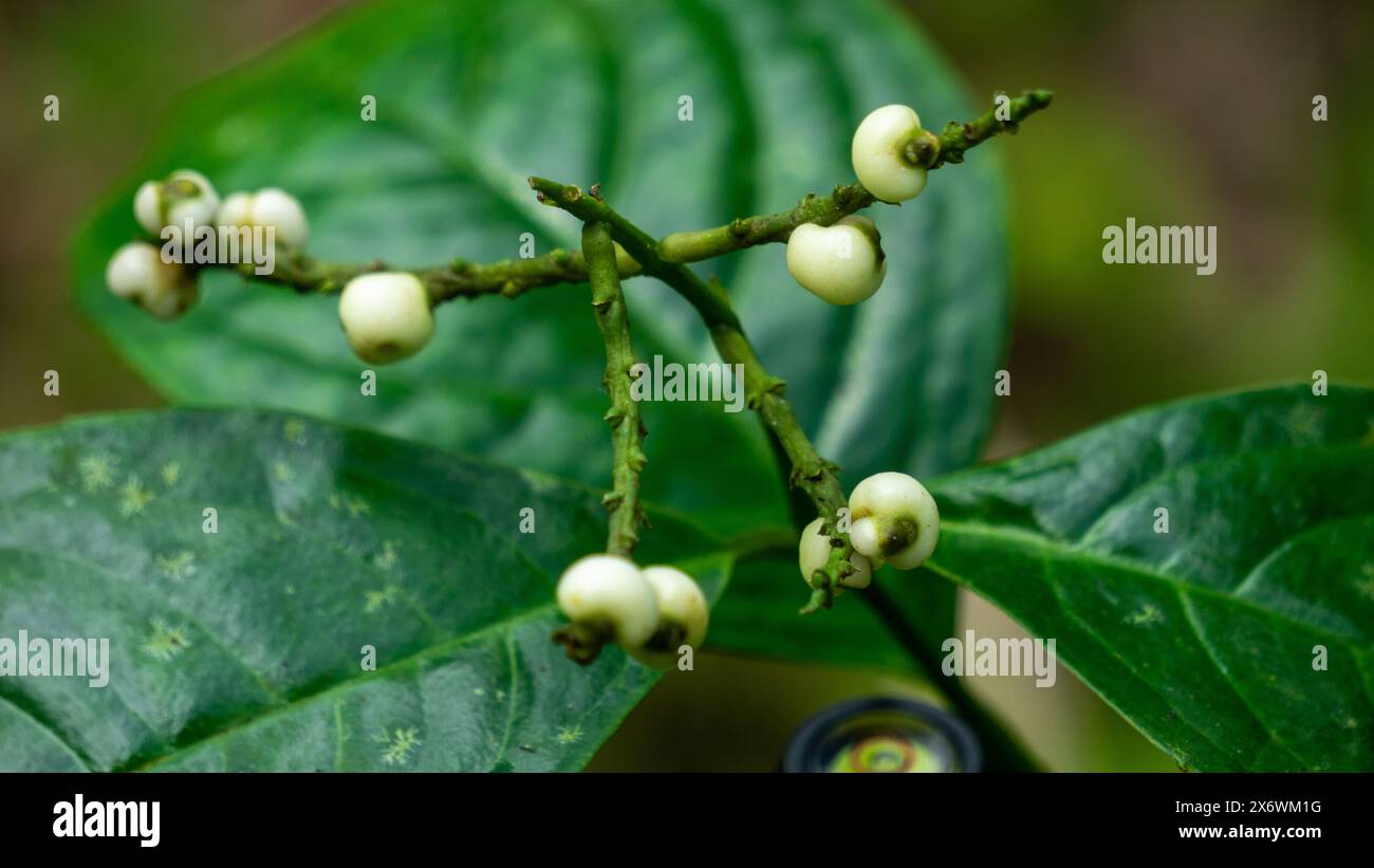 Chloranthus officinalis (Chloranthus erectus, Lowland Chloranthus, Rami ...