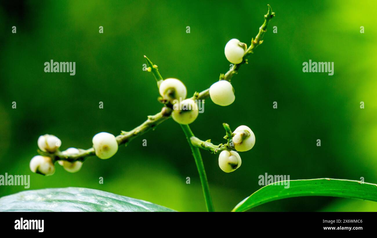 Chloranthus officinalis (Chloranthus erectus, Lowland Chloranthus, Rami ...