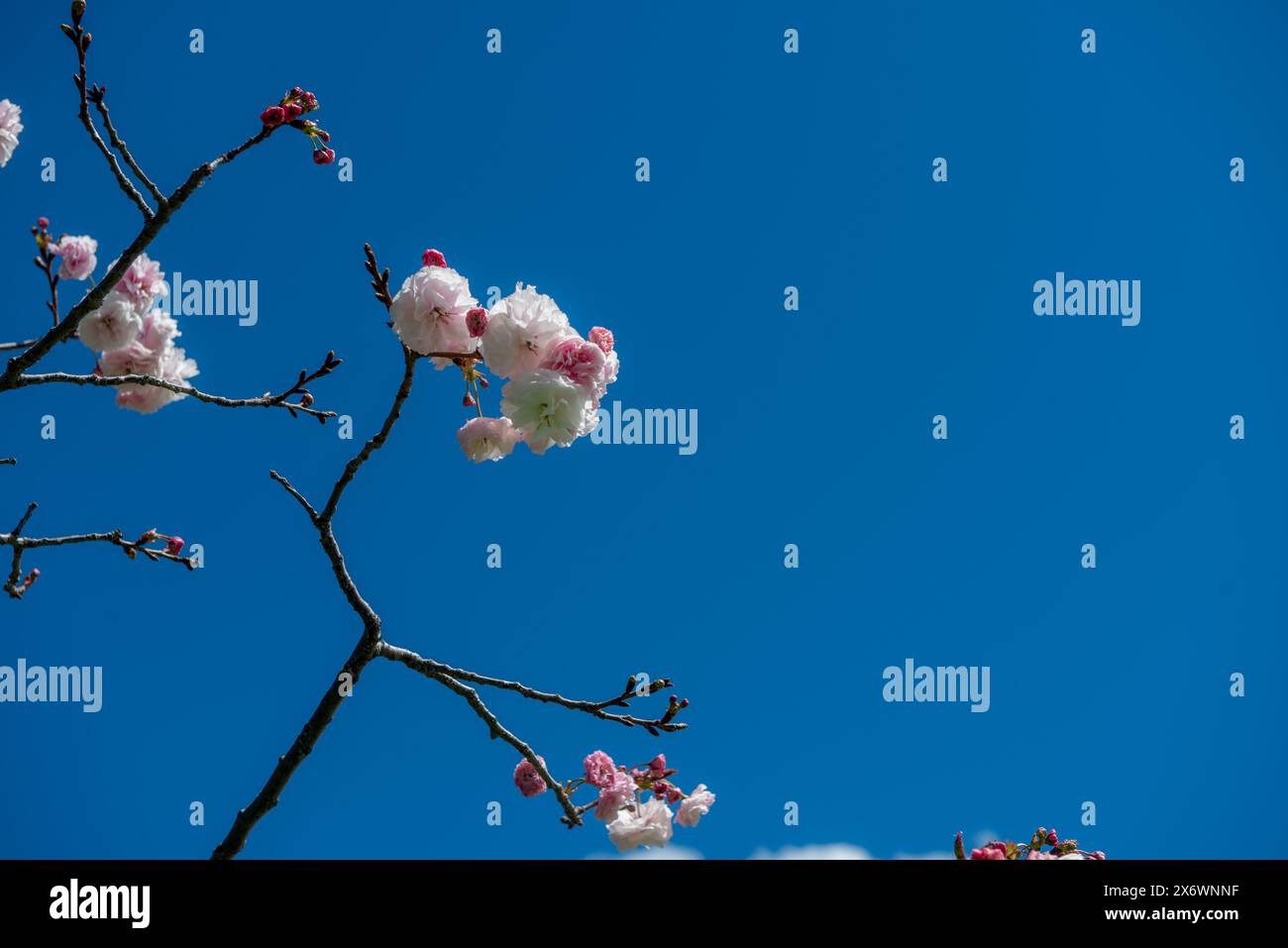 The cherry blossom represents our life: it is beautiful, but extremely ...