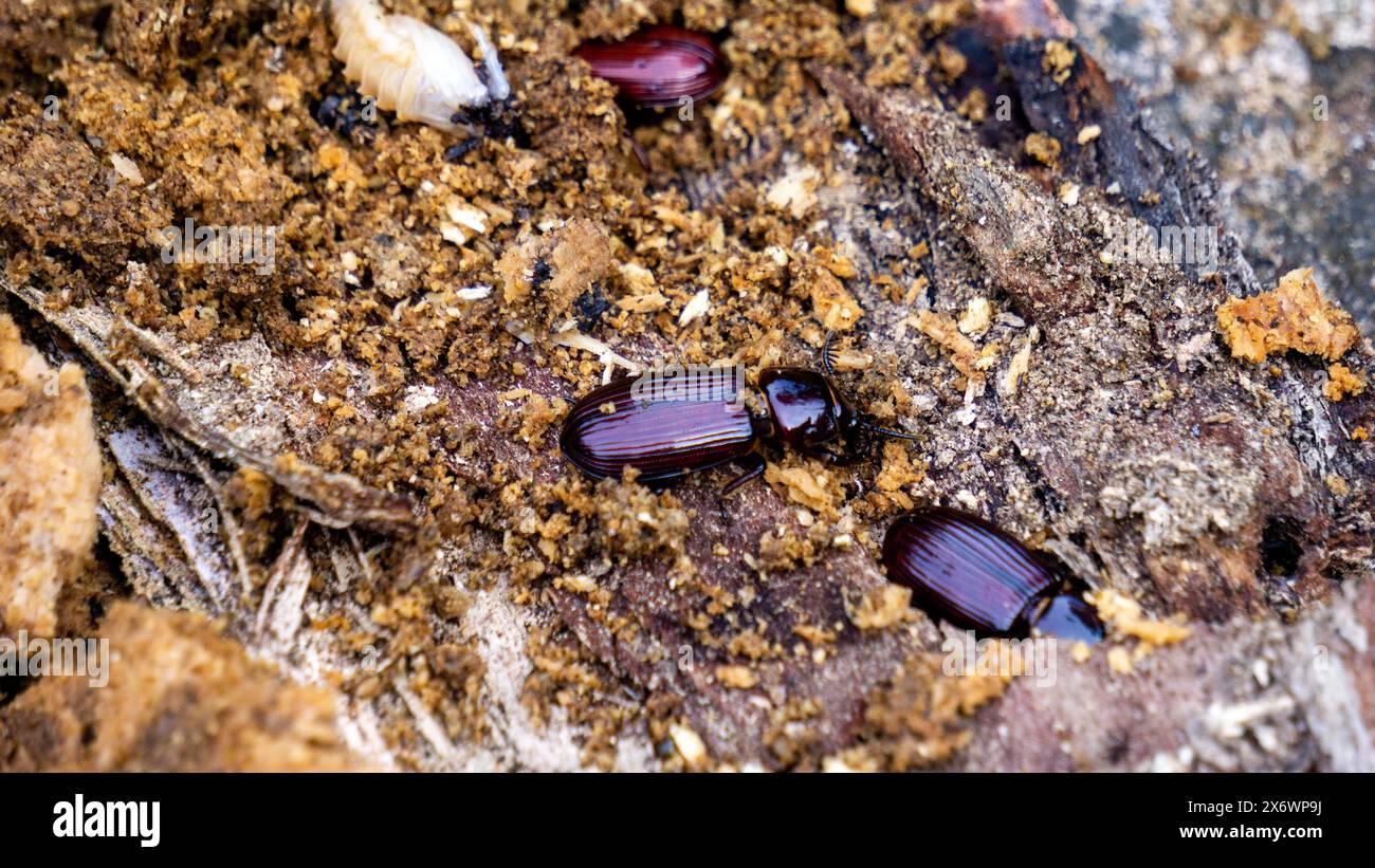 Darkling beetle on rotten wood. Darkling beetle is the common name for members of the beetle ...