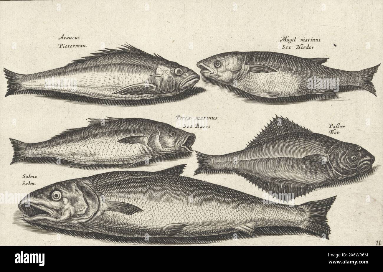Salmon and four other fish, Fish (series title), Piscium Vivae Icones ...