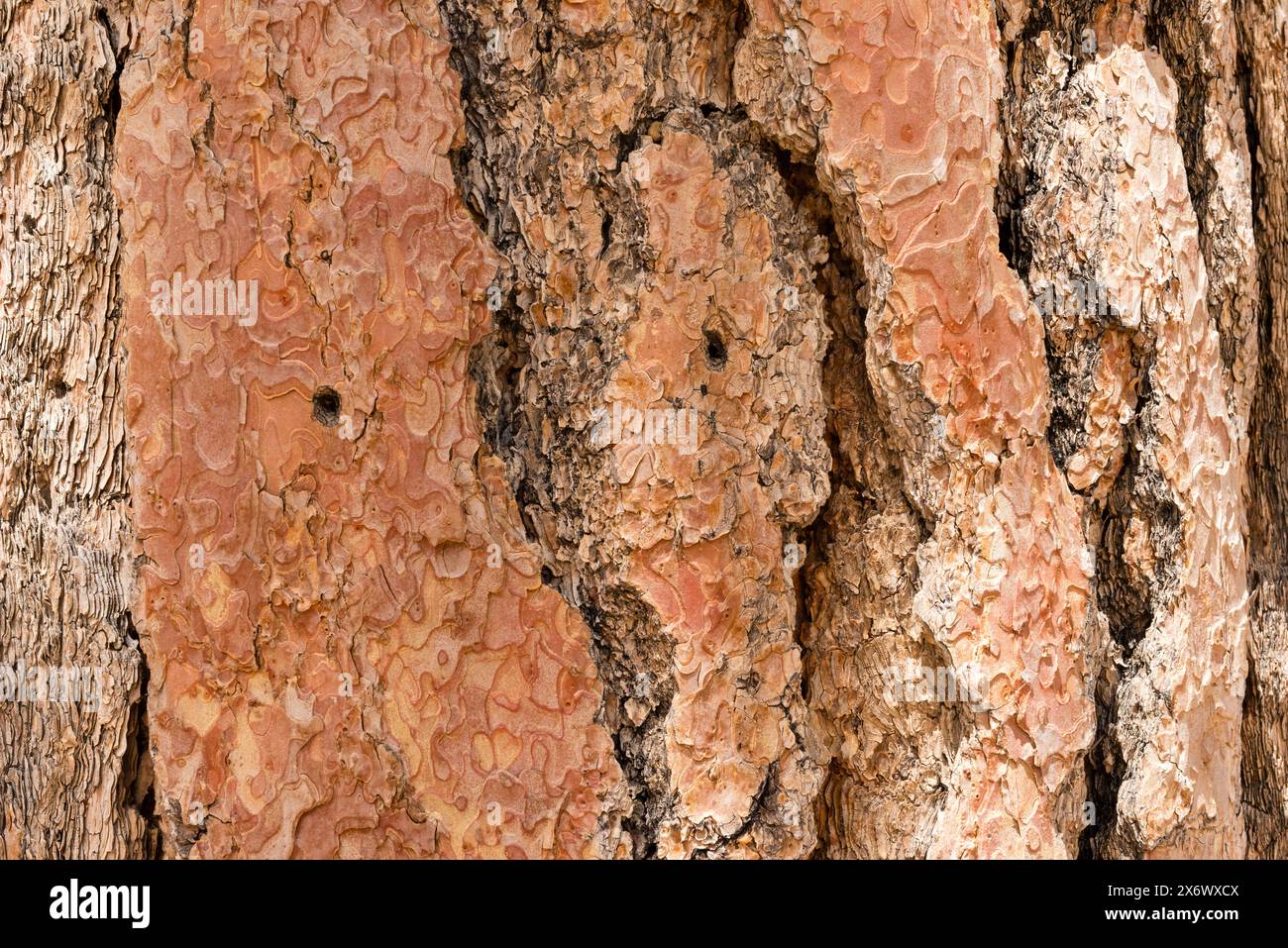 The bark of a tree is covered in small holes and has a reddish-brown ...