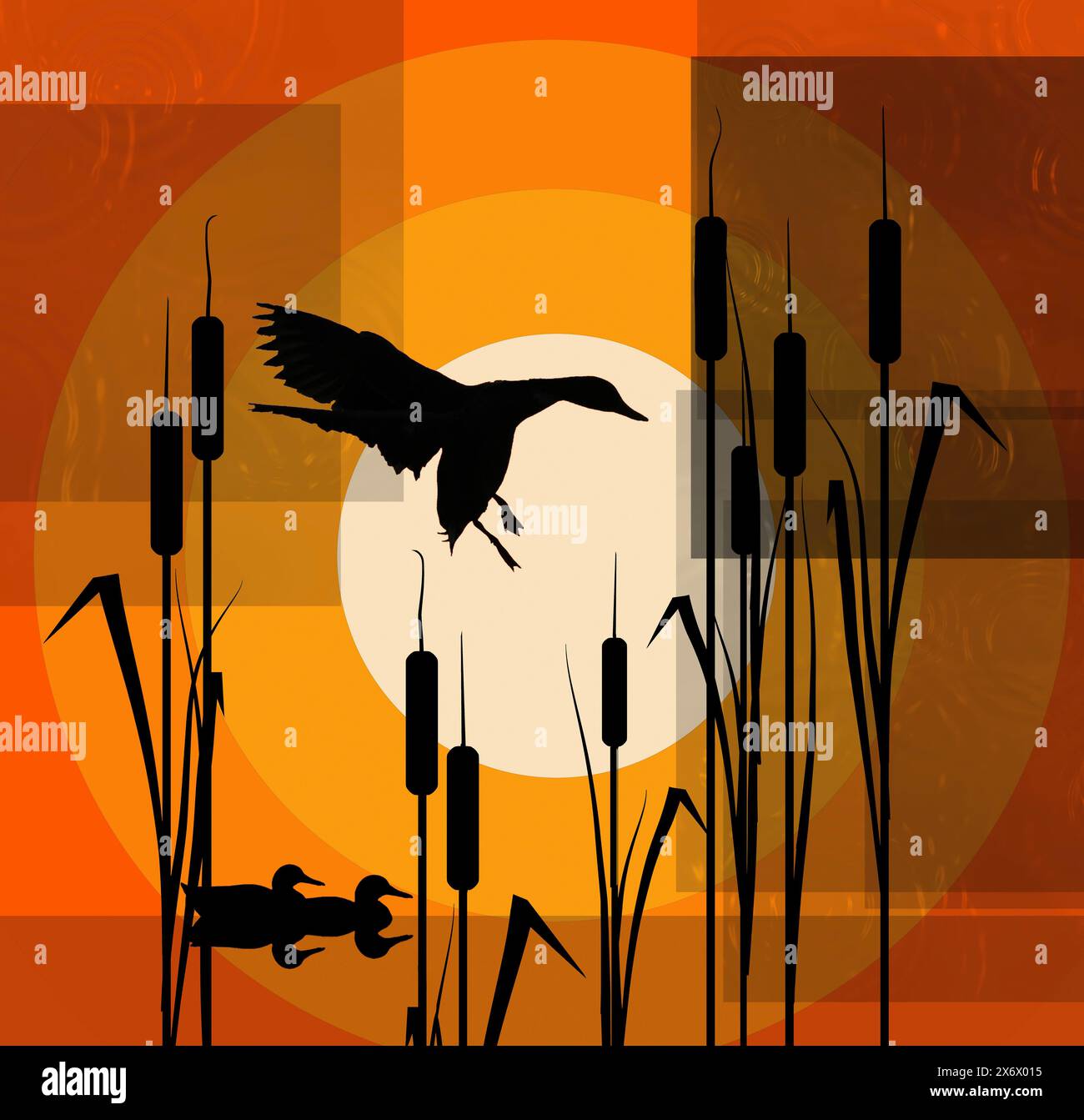 Mallard ducks are seen in cattails at sunset in this graphic ...