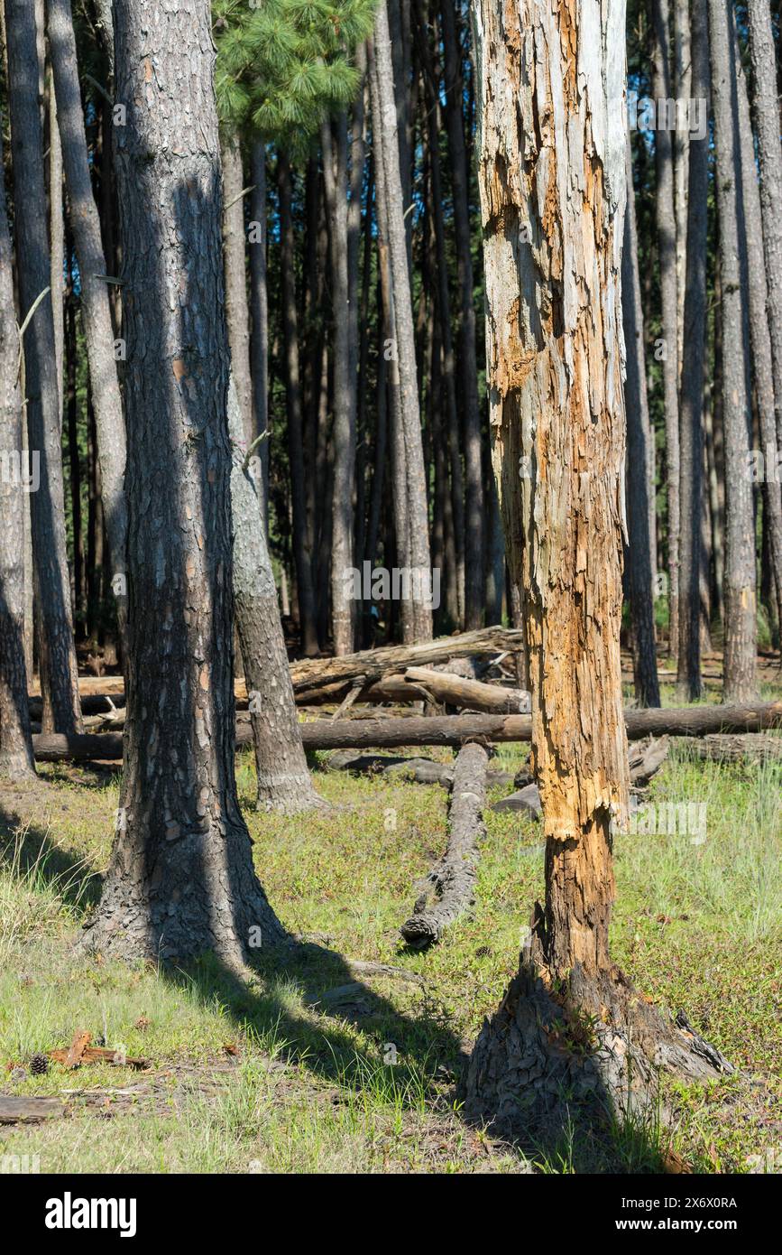 Tronco horizontal hi-res stock photography and images - Alamy