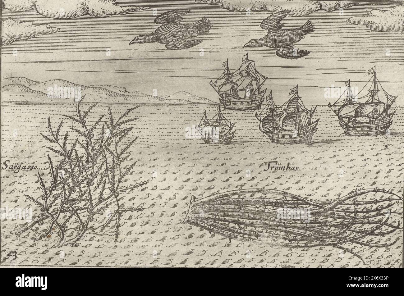 Seaweed encountered hi-res stock photography and images - Alamy