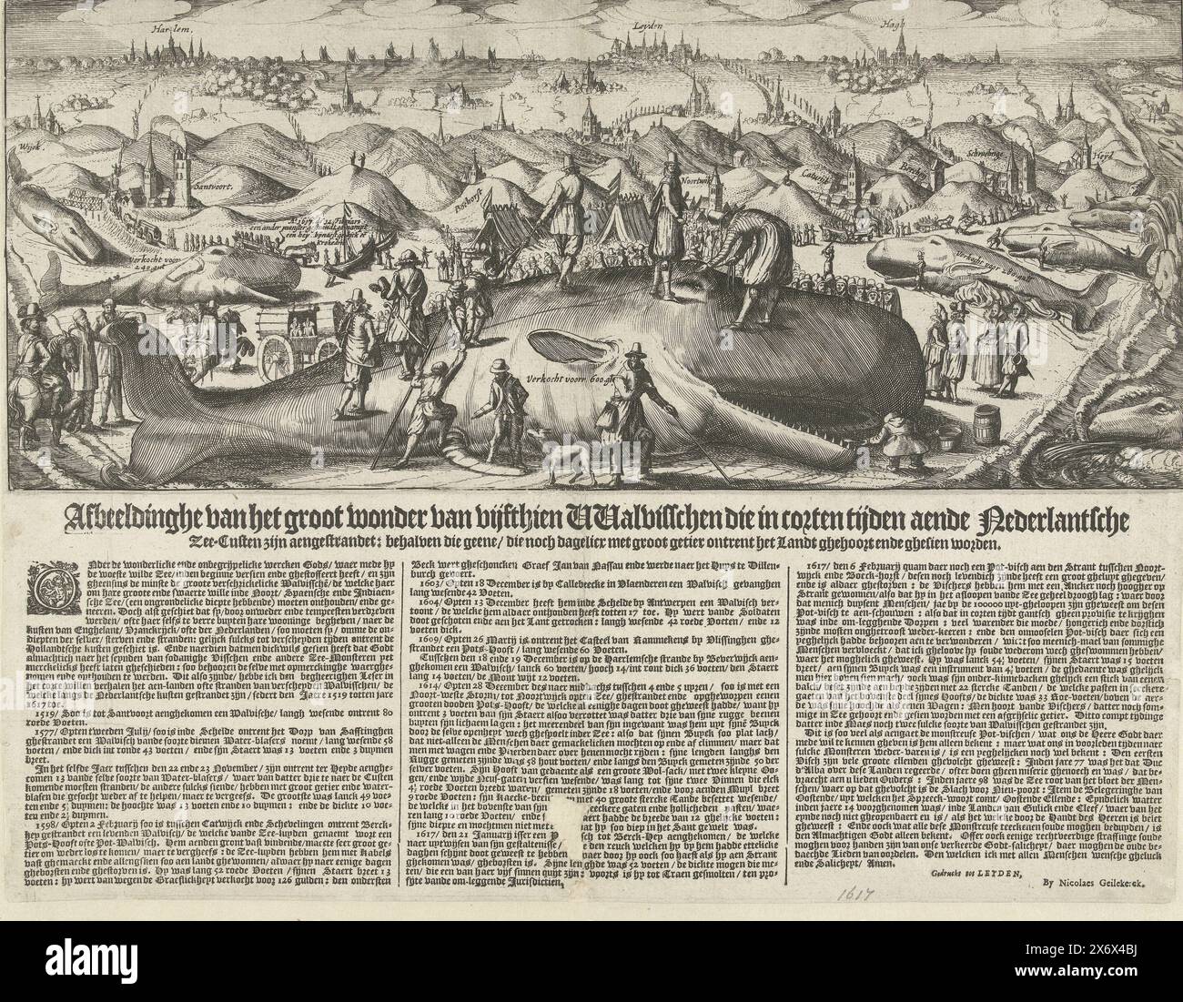 Whales stranded between 1519-1617 on the Dutch coast, 1617, Image of ...