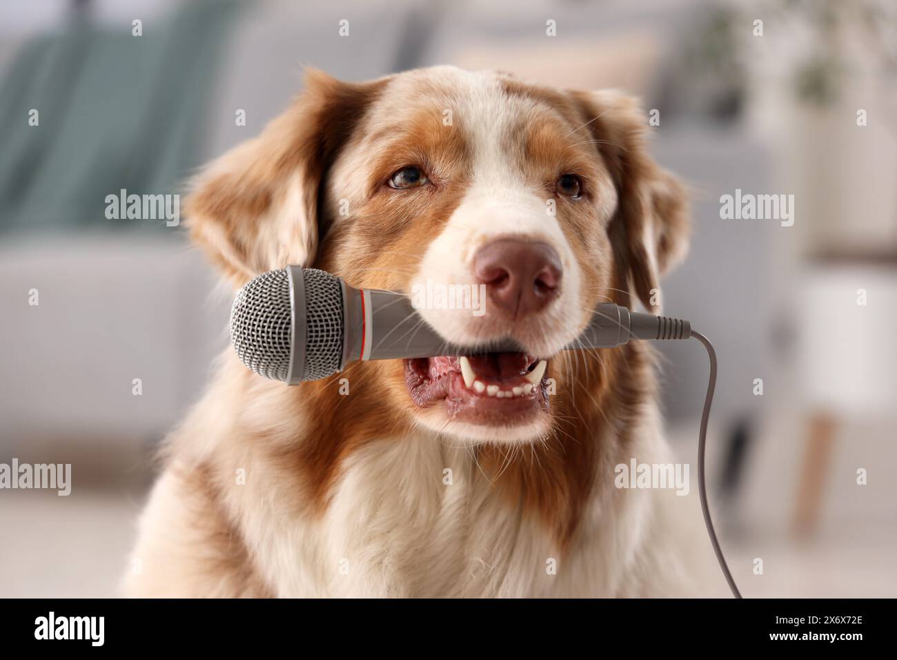 Cute Australian Shepherd dog with microphone at home Stock Photo - Alamy