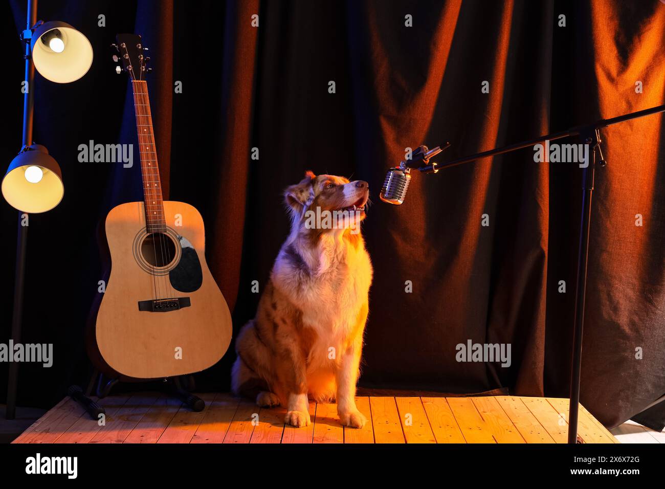 Cute Australian Shepherd dog with microphone and guitar on stage Stock ...