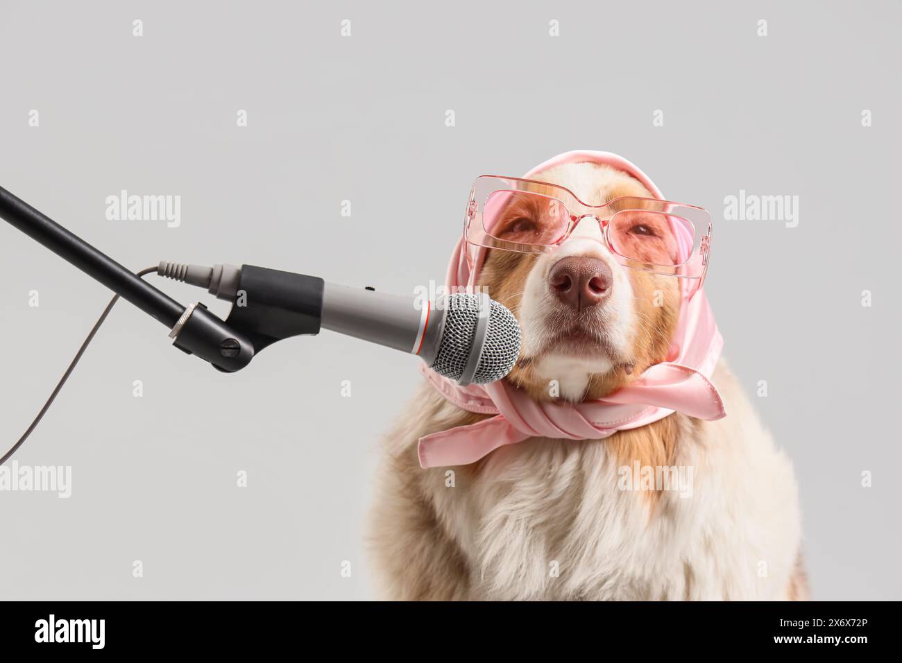 Funny Australian Shepherd dog with microphone on grey background Stock ...