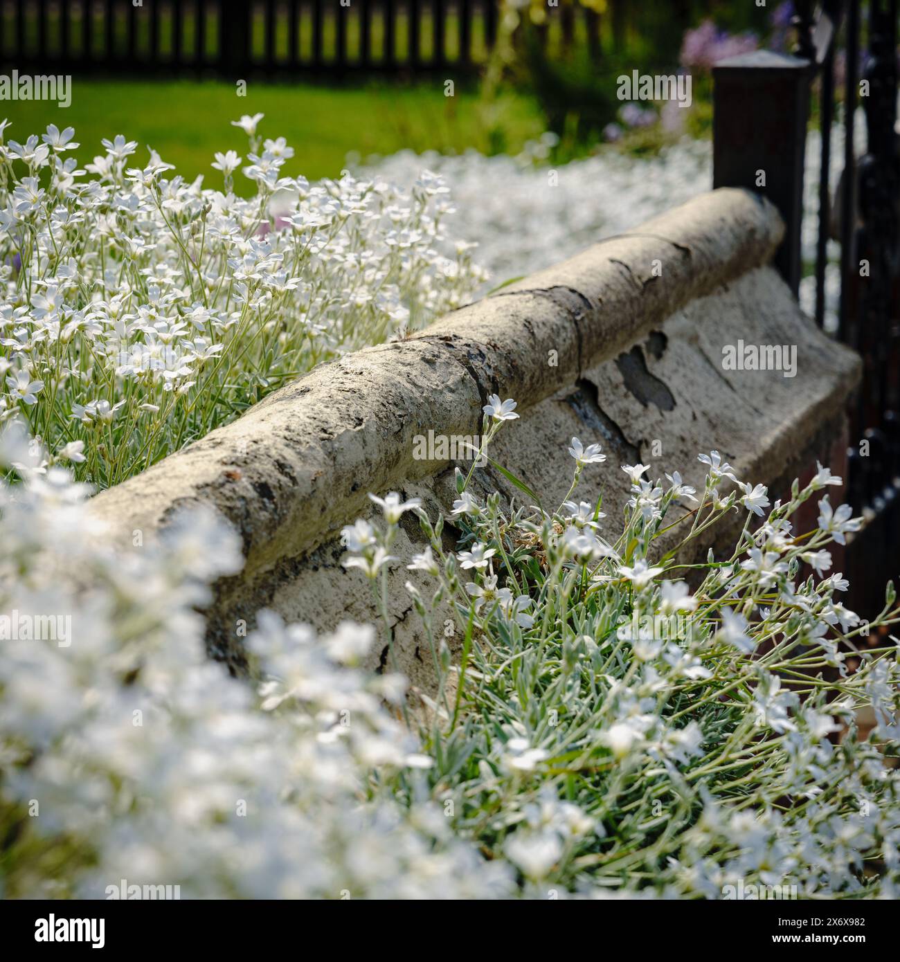 Beautiful sunny Victorian terrace front garden on the coast at Whitley ...