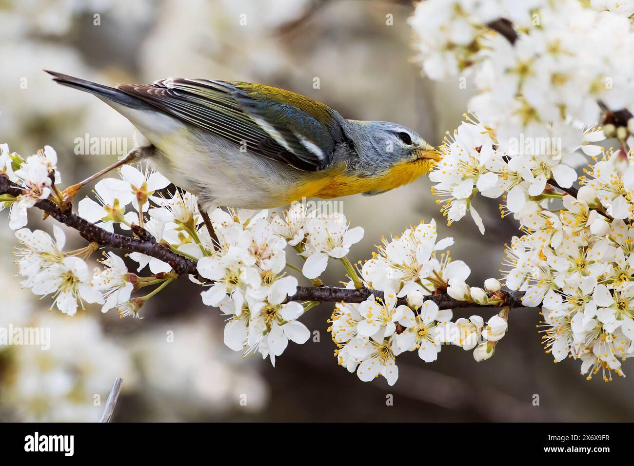 Sprig migration hi-res stock photography and images - Alamy