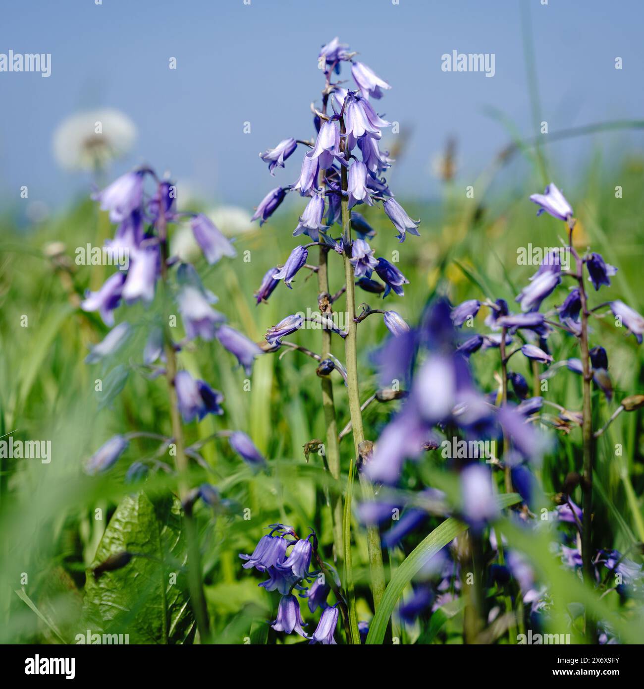 Coastal bluebells and dandelions on the cliff top overlooking the North ...