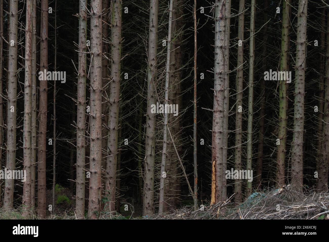 Lush and mysterious dense pine forest texture: a natural pattern of ...