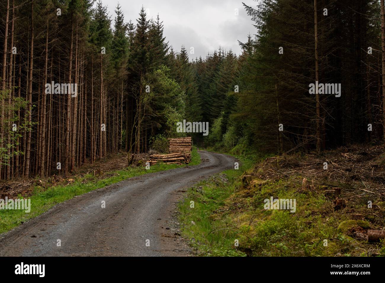 Curving gravel road in a dense forest with a stack of harvested timber ...