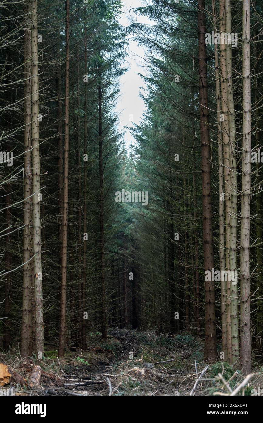 Tranquil and mystical enchanted forest pathway with tall trees, lush ...