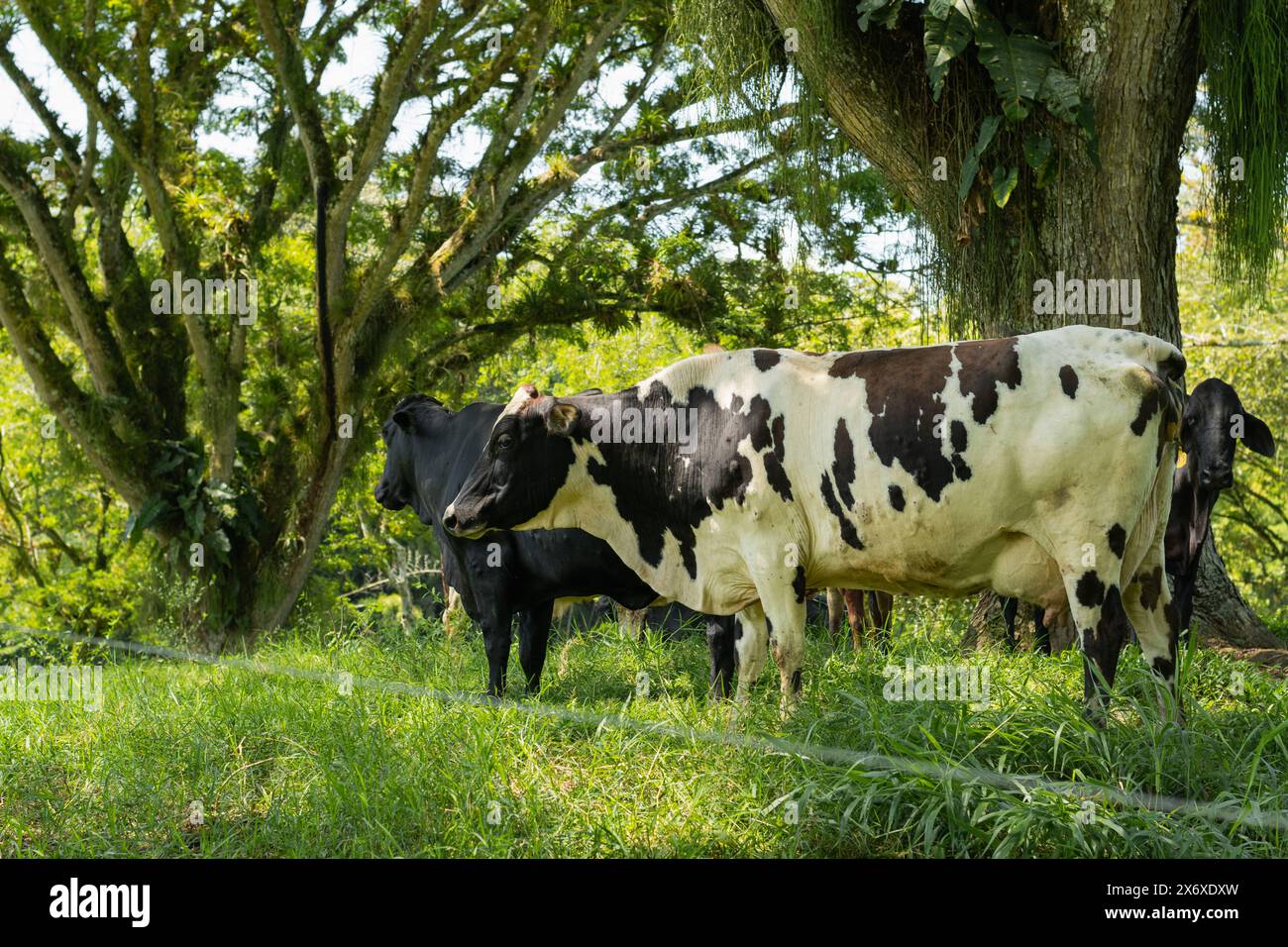 three cows in a paddock under two large trees. cows without horns, one ...