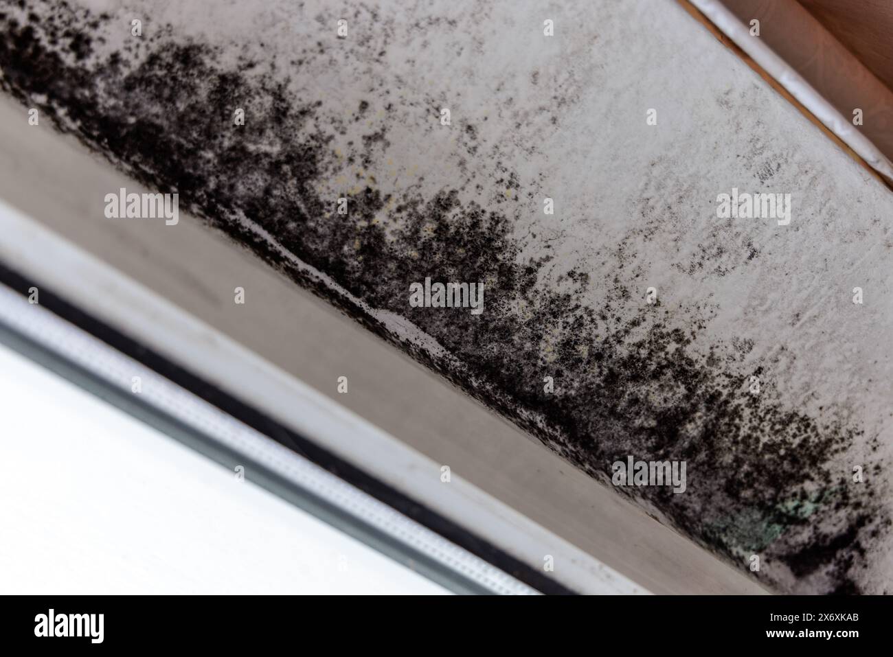 Spot of mold, mould, mildew or fungus on white wall above window Stock ...