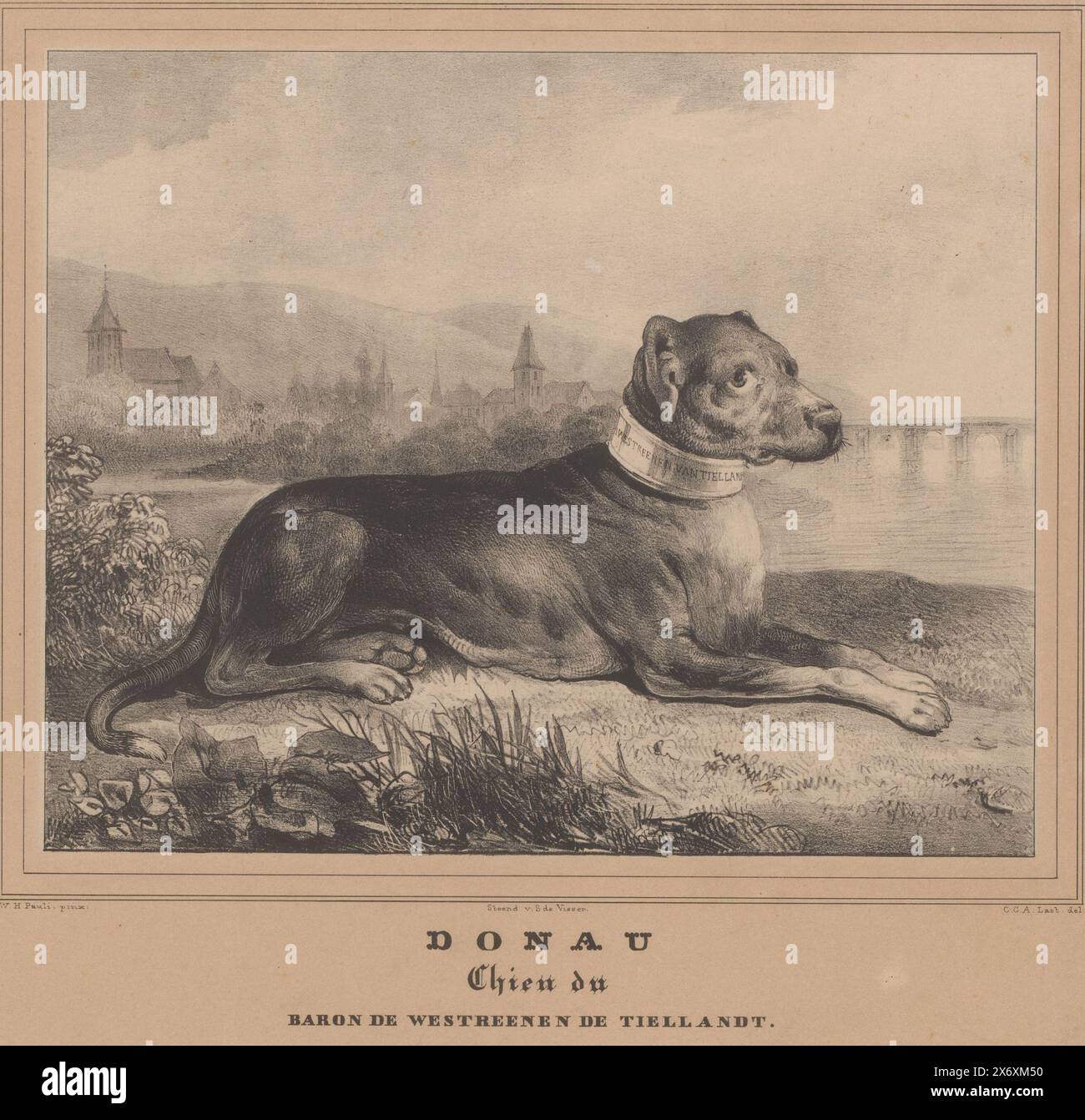 Dog Danube, Danube. Chien du Baron de Westreenen de Tiellandt (title on ...