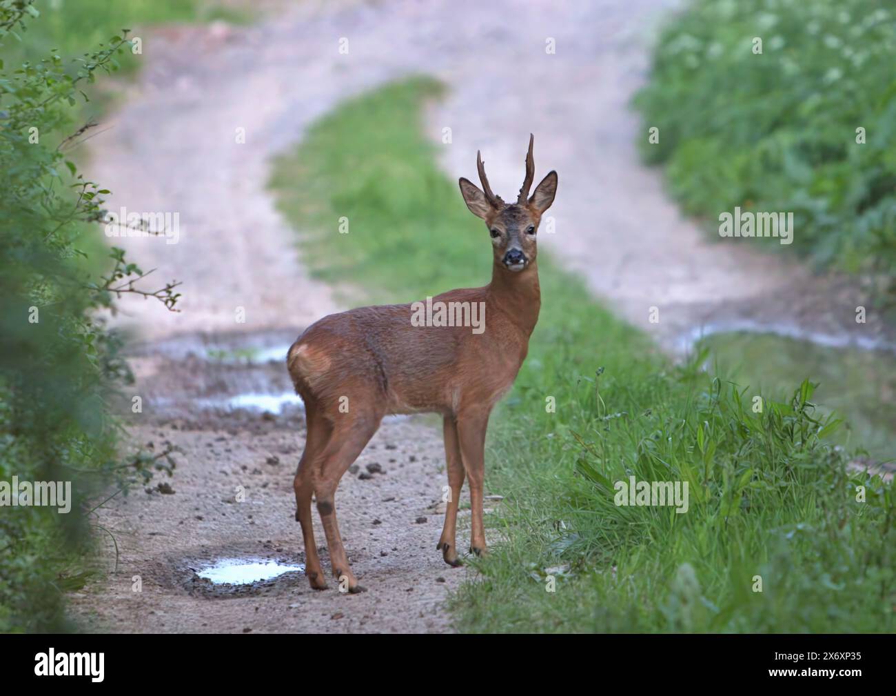 Deer path woods uk hi-res stock photography and images - Alamy