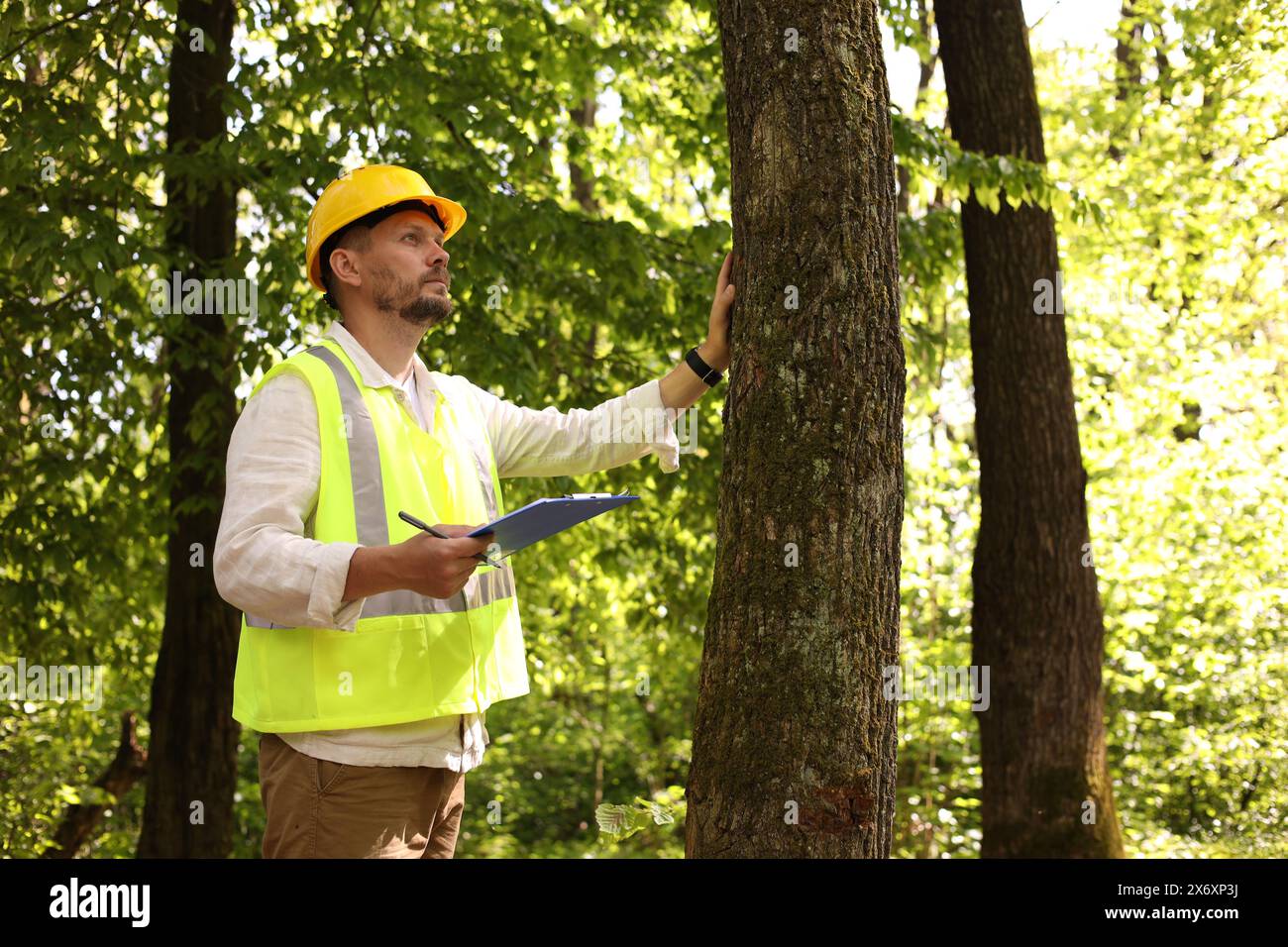 Forester in hard hat with clipboard examining tree in forest Stock ...