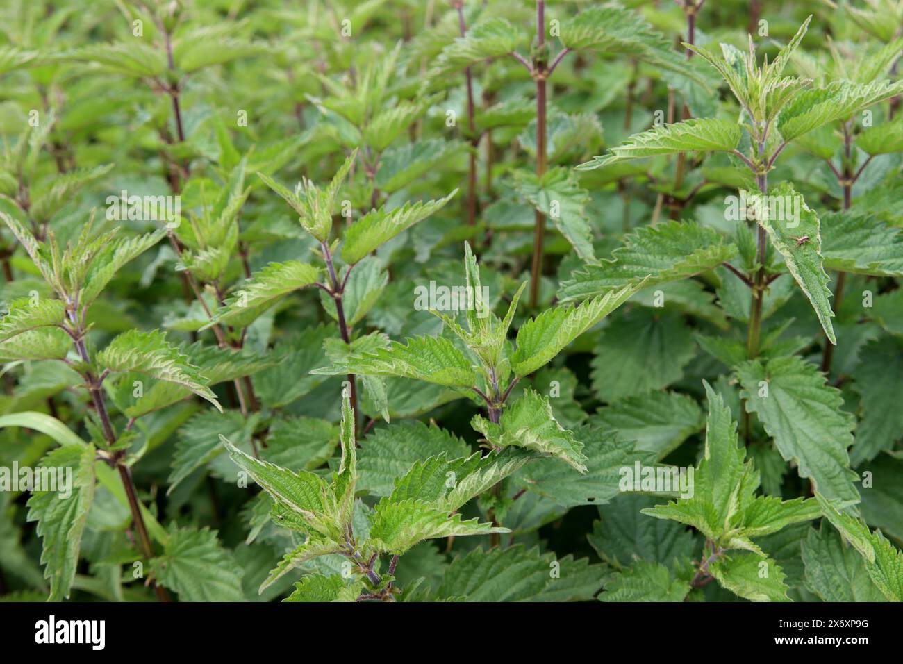 Nettles tea hi-res stock photography and images - Alamy