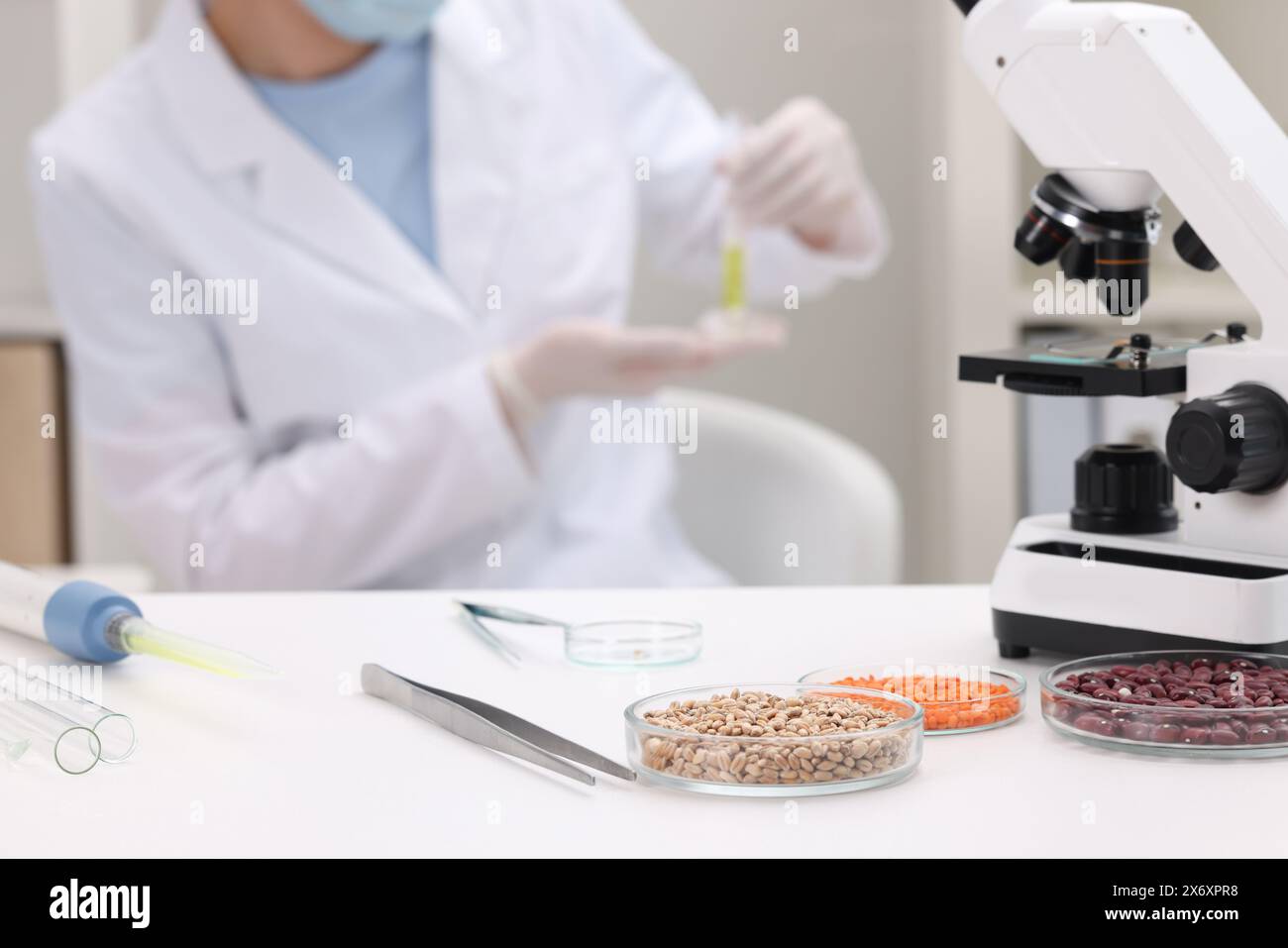 Quality control. Food inspector working in laboratory, focus on petri ...