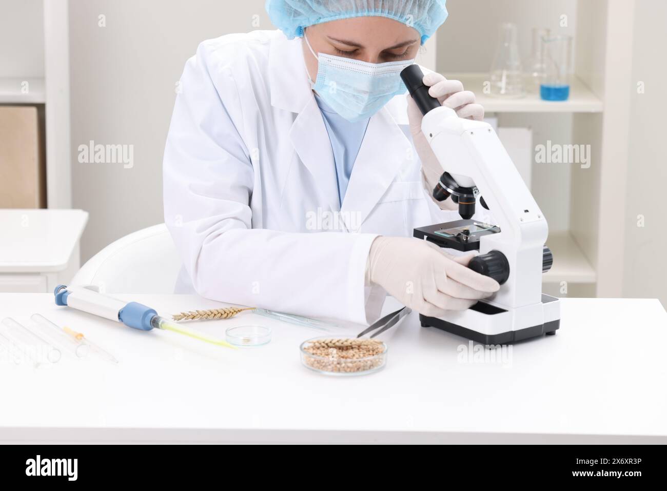 Quality control. Food inspector examining wheat grain under microscope ...