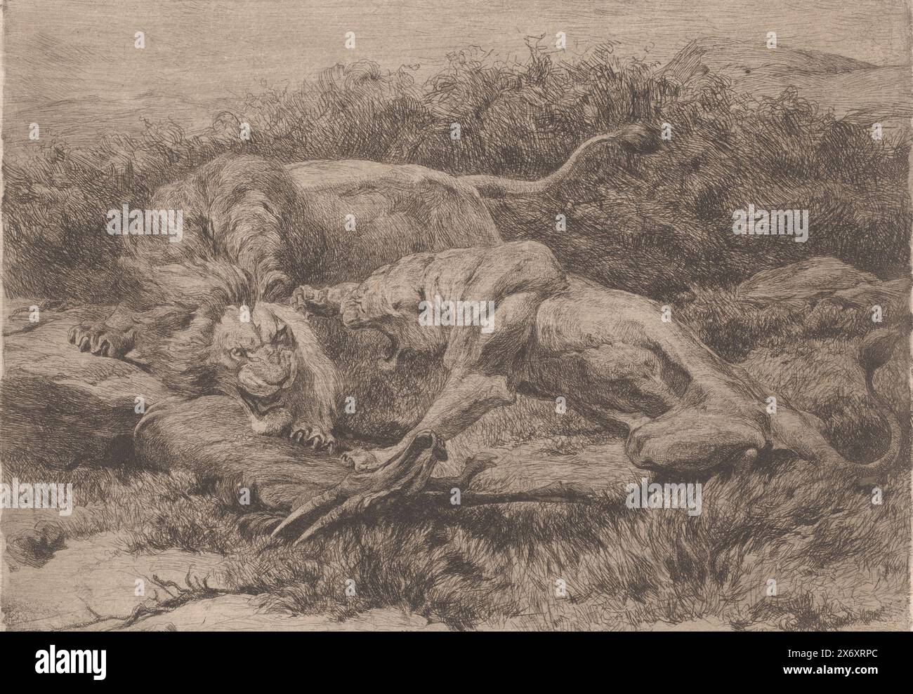 Two lions fight over an antelope, print, print maker: Eugène Van Hove ...