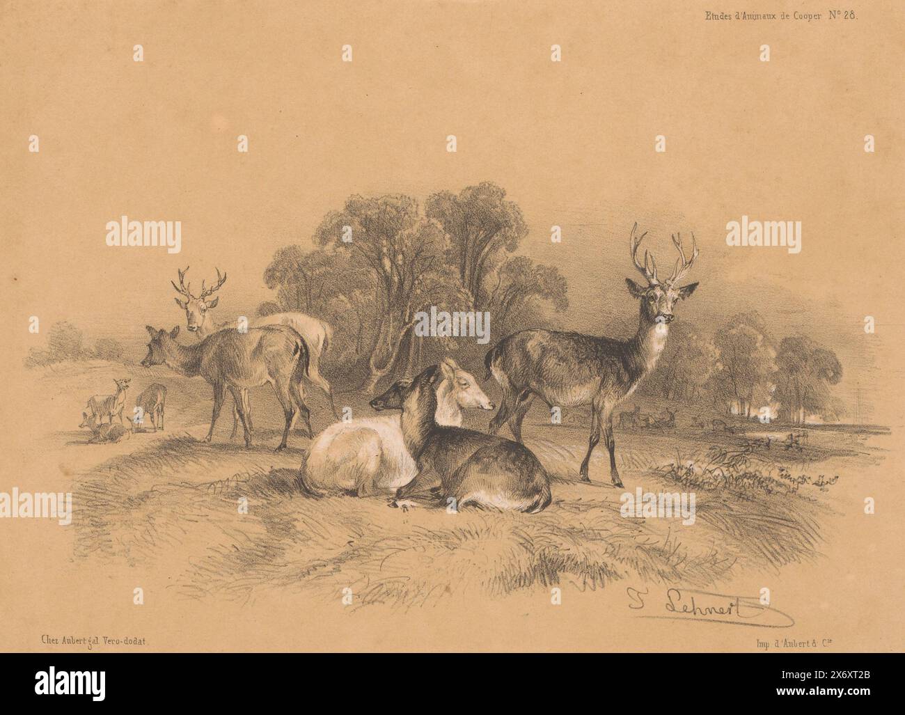 Study of a herd of red deer, Animal studies by Cooper (series title ...