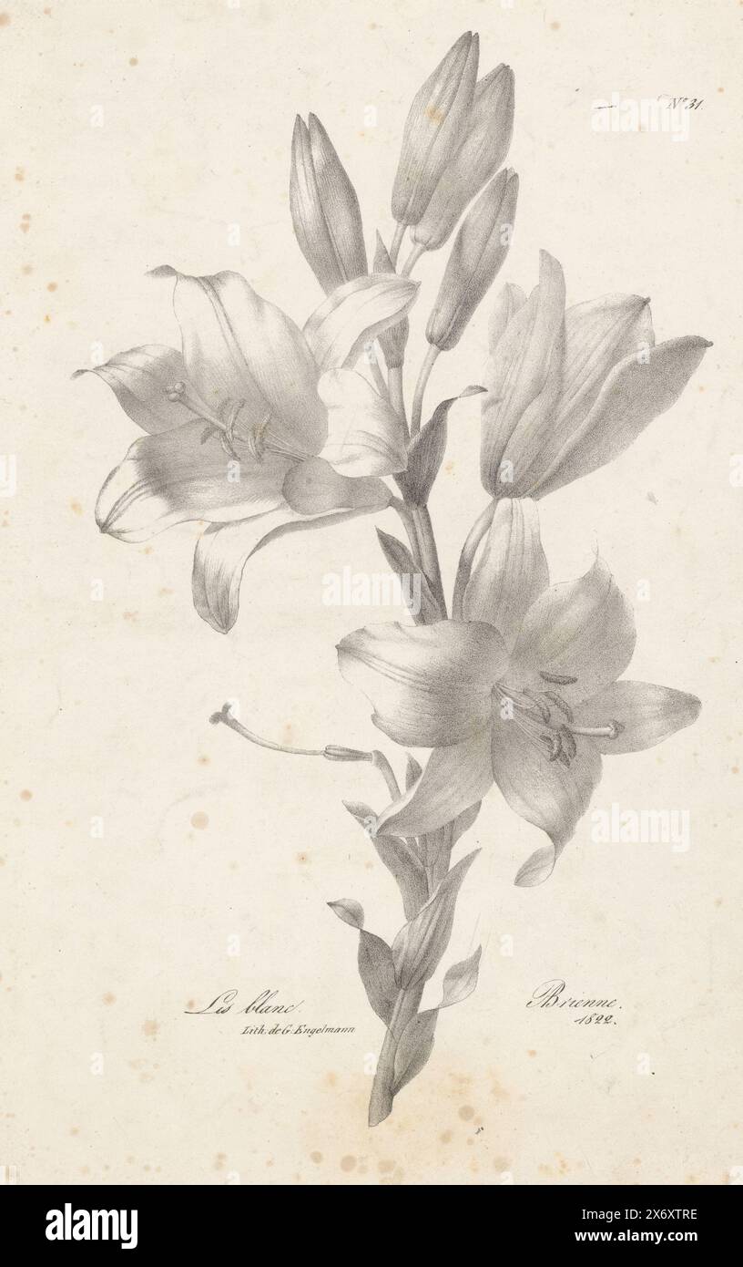 Lily gottfried hi-res stock photography and images - Alamy