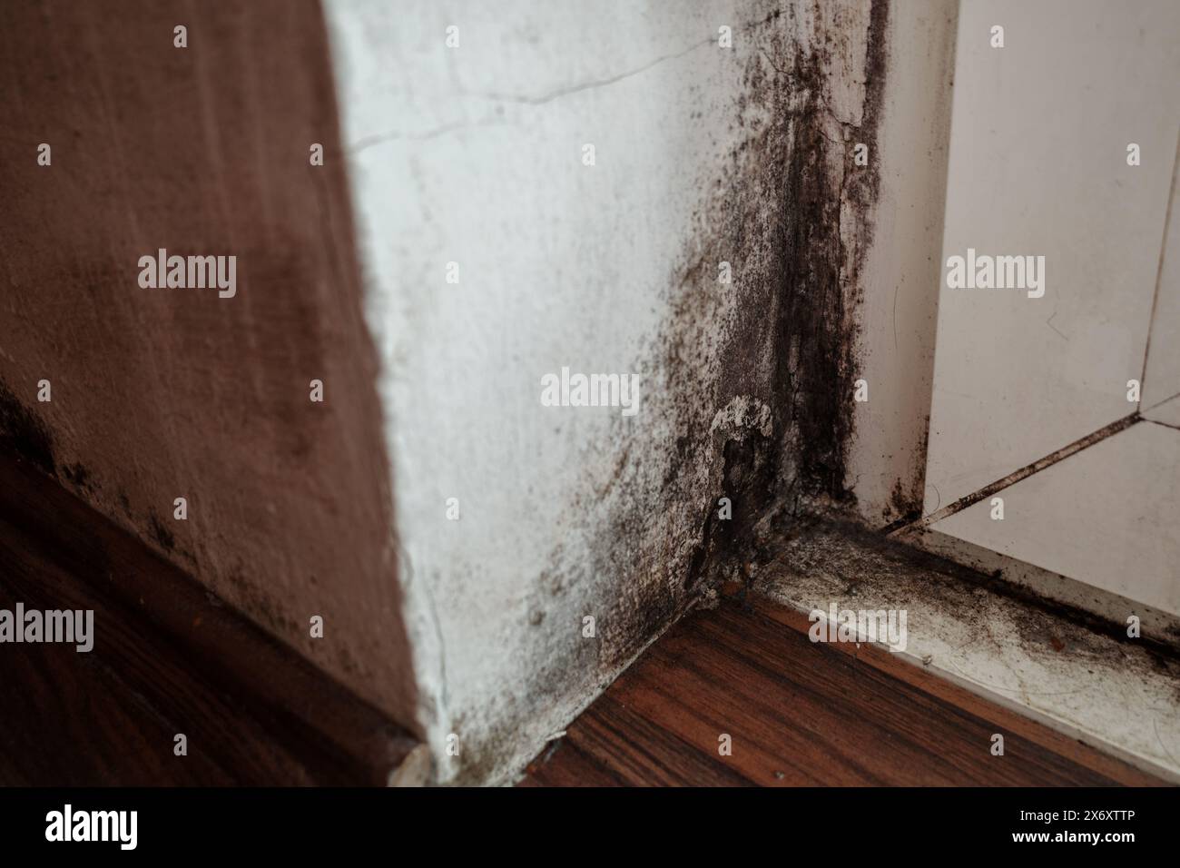 Spot of mold, mould, mildew or fungus on at corner of white wall above ...