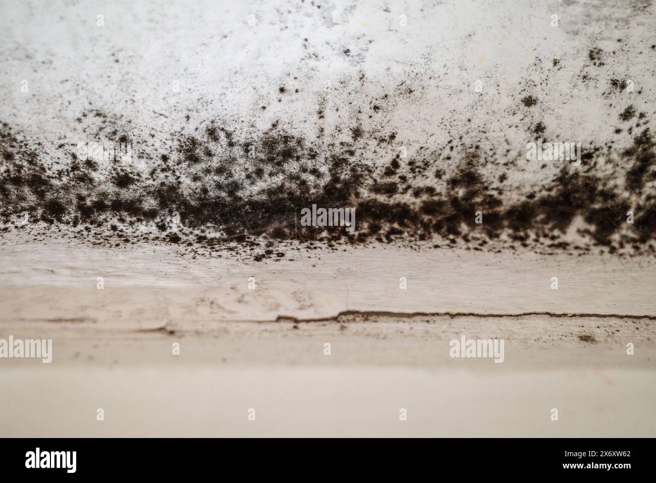 White mould mold moisture moist hi-res stock photography and images - Alamy