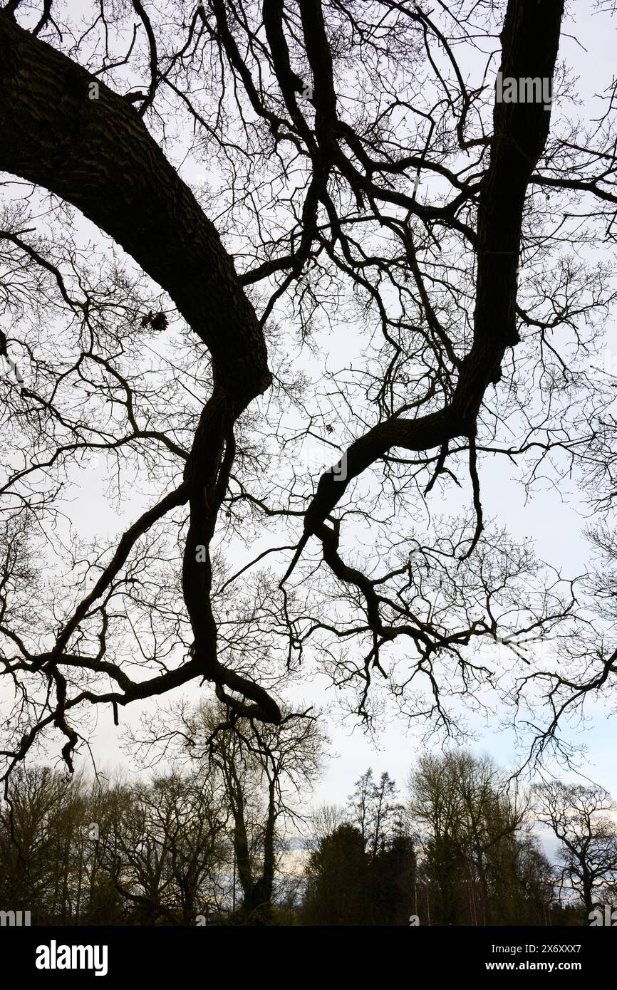 Silhouette of old mature oak tree branches reaching into countryside in ...
