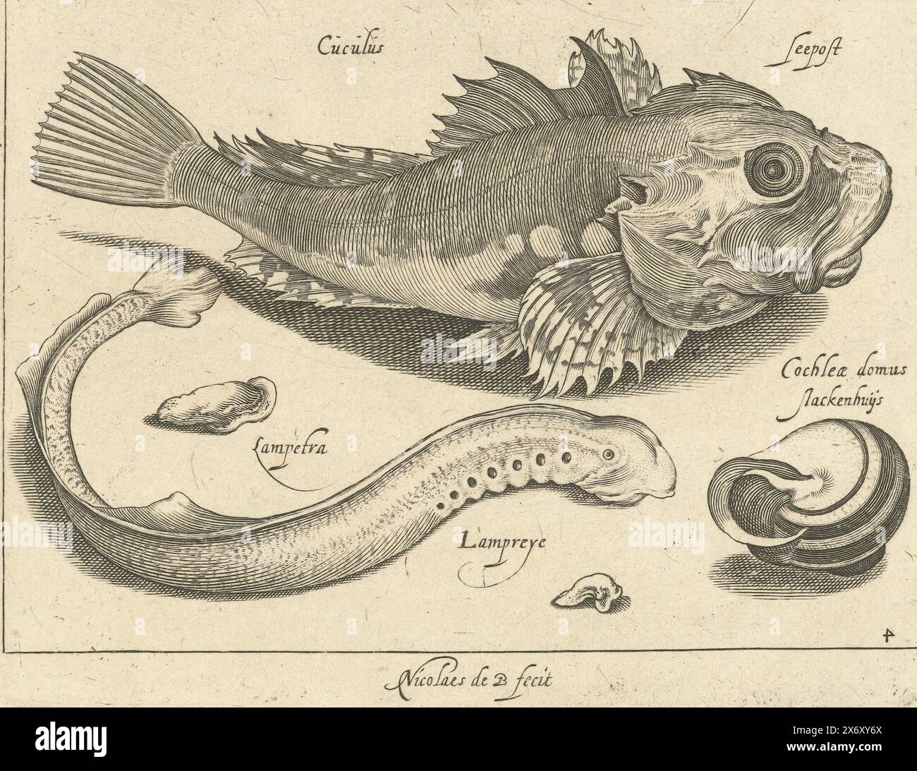 Sea lamprey on fish hi-res stock photography and images - Alamy