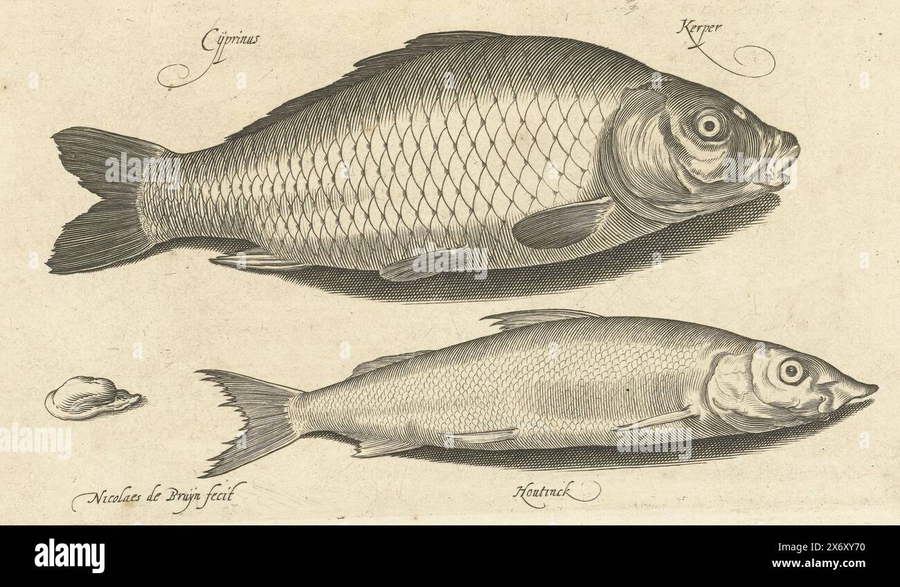 Carp and houting, Libelivs varia Genera piscium complectens (series ...