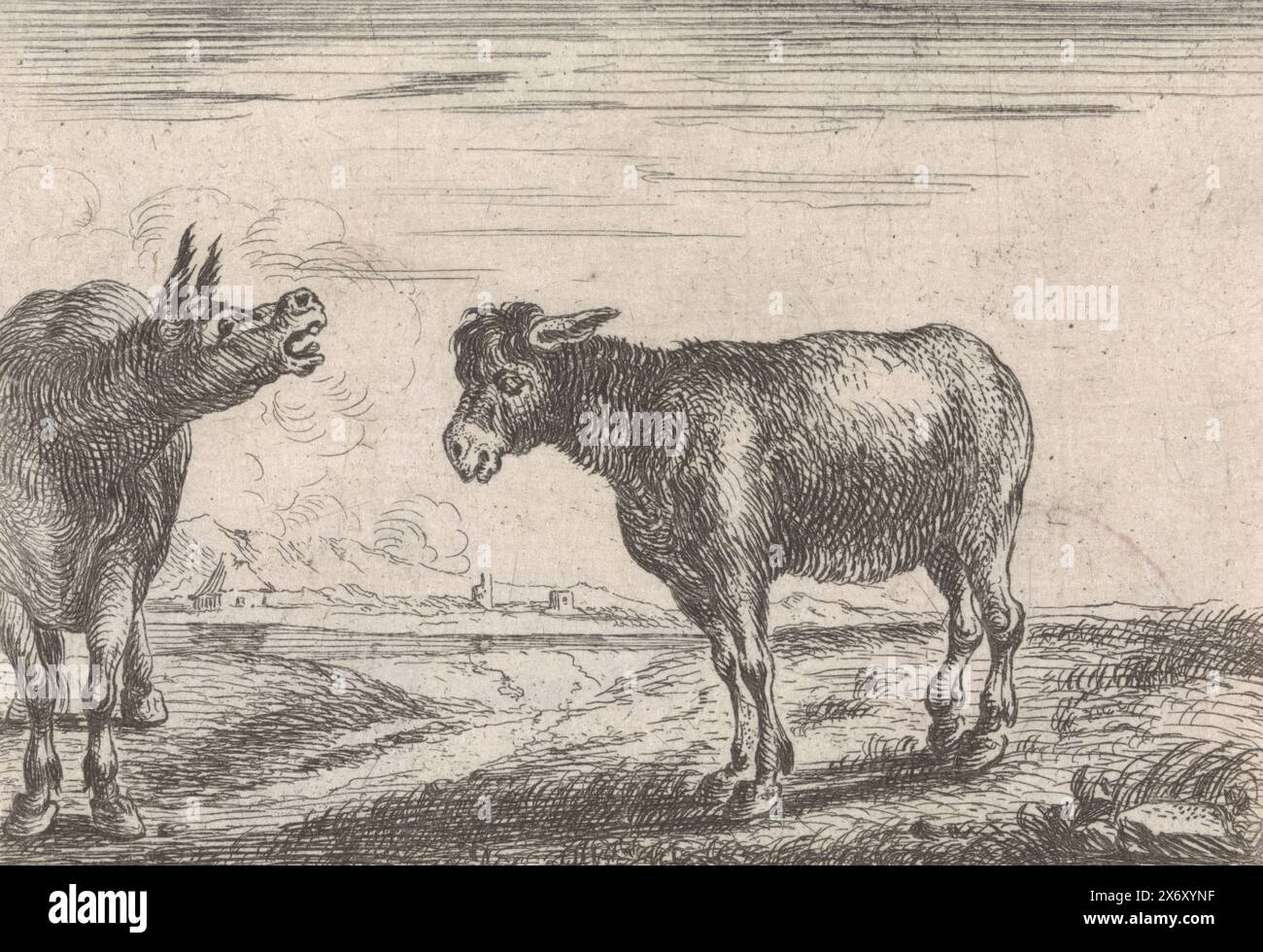 Donkeys braying hi-res stock photography and images - Alamy