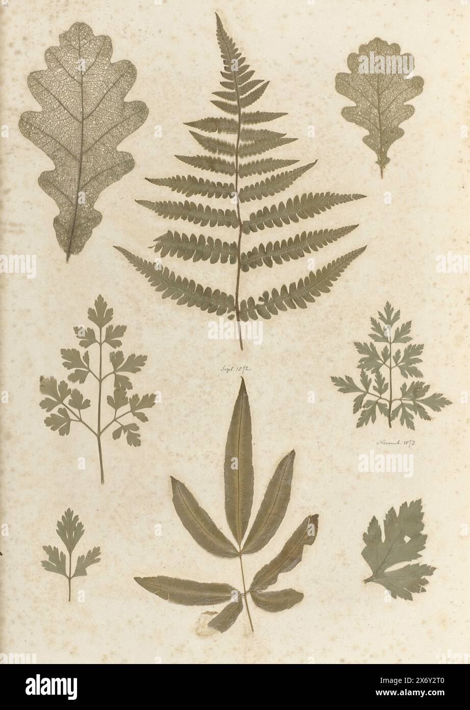 Eight leaves, pasted leaves including two oak leaves and a fern leaf ...