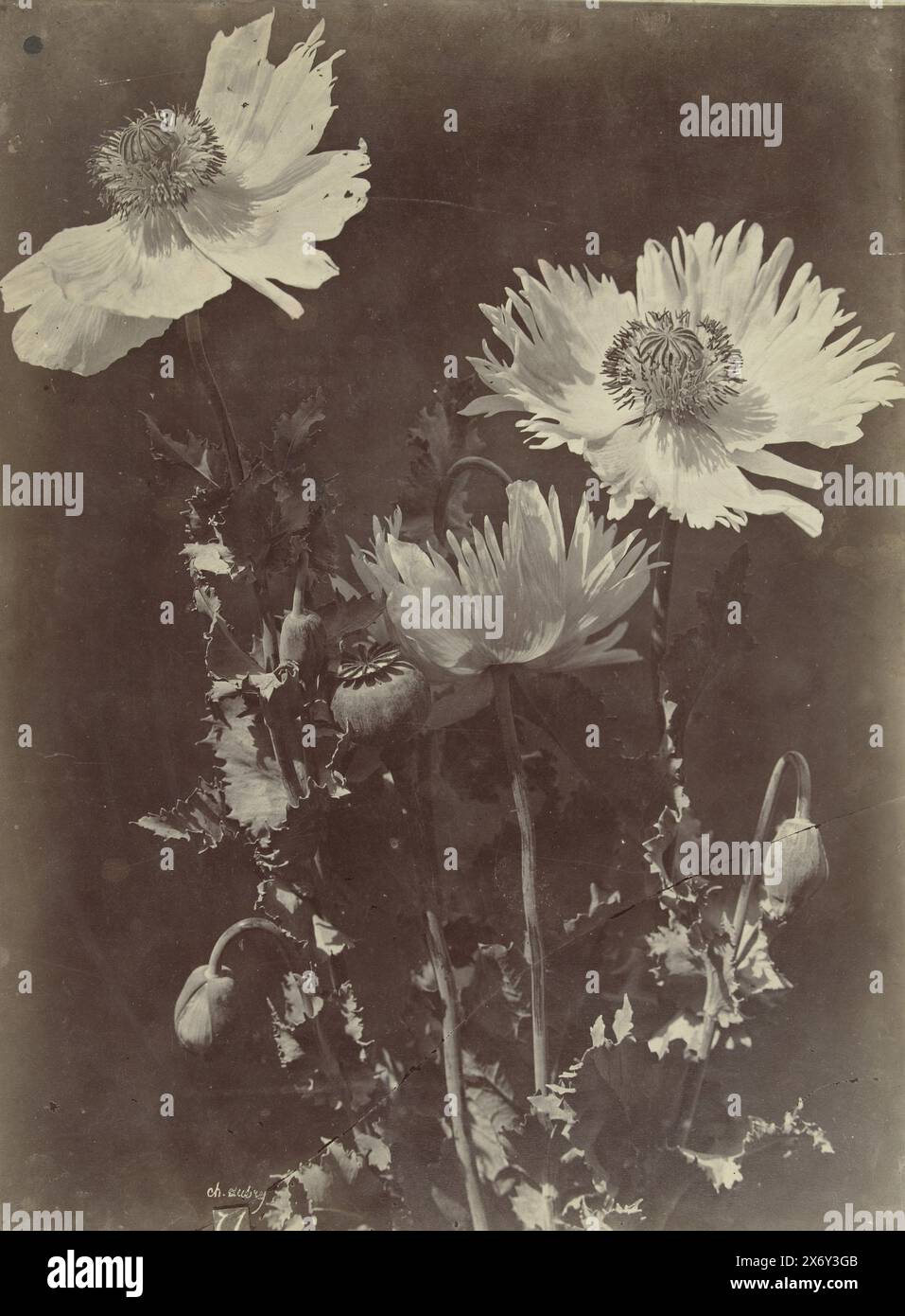Flower still life with poppies, photograph, Charles Aubry, (mentioned ...