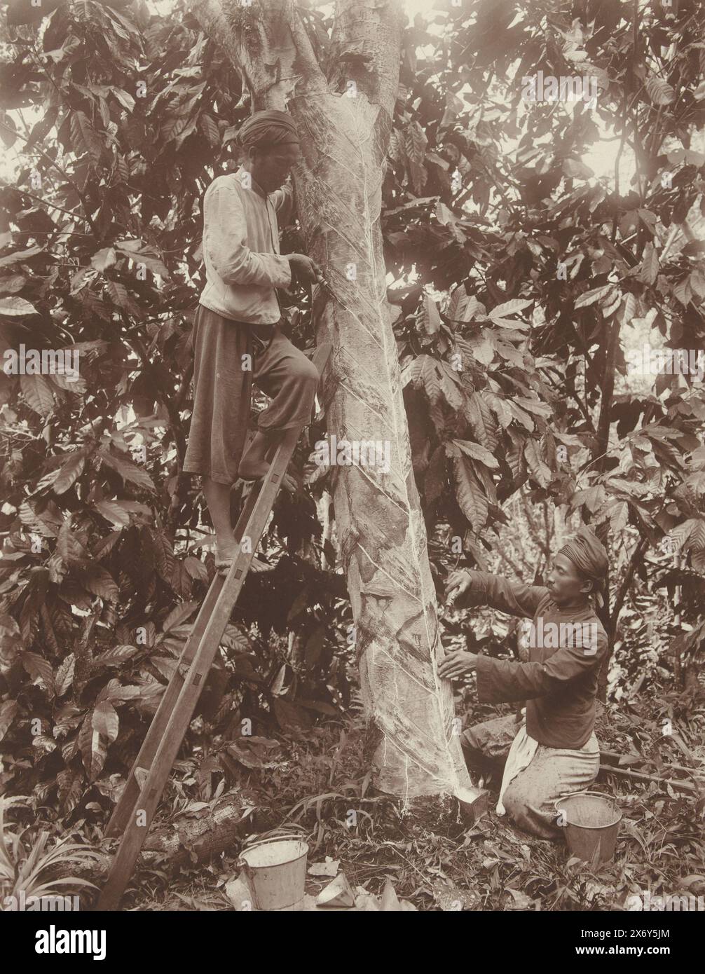 Rubber tappers, former Dutch East Indies, Men are busy tapping rubber ...