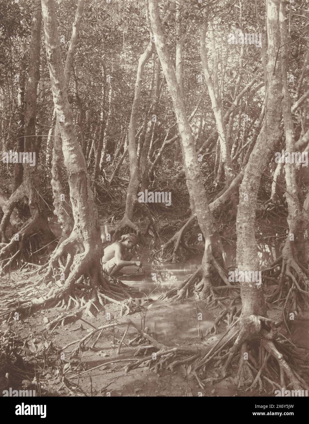 Boy in a mangrove forest, former Dutch East Indies, Boy plays with a ...