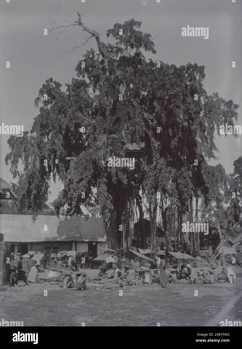 Waringin tree hi-res stock photography and images - Alamy