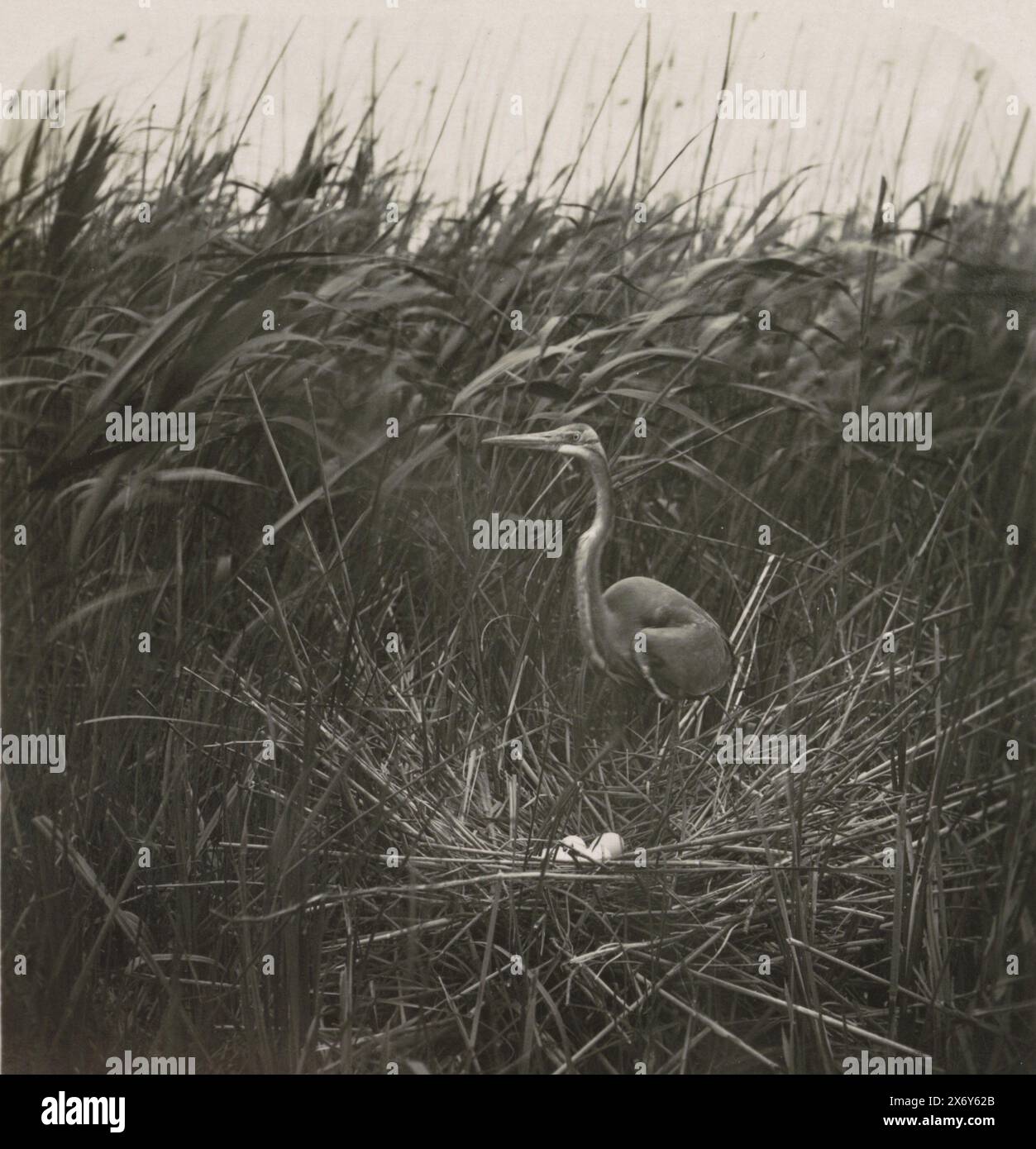 Purple heron at nest with three young, 54. Ardea purpurea (title on ...