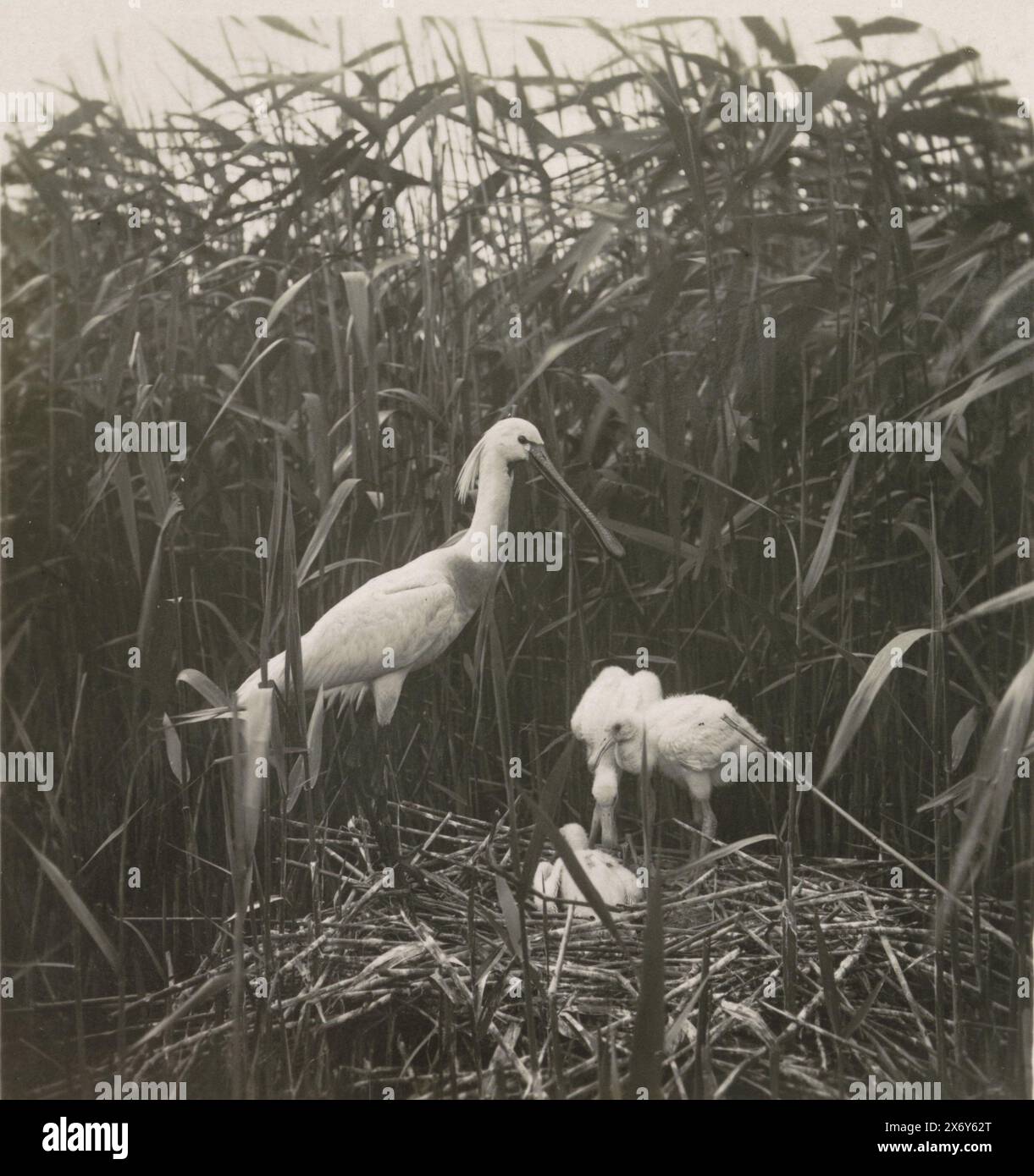 Spoonbill at nest with three young, 53. Platalea leucorodia (title on ...