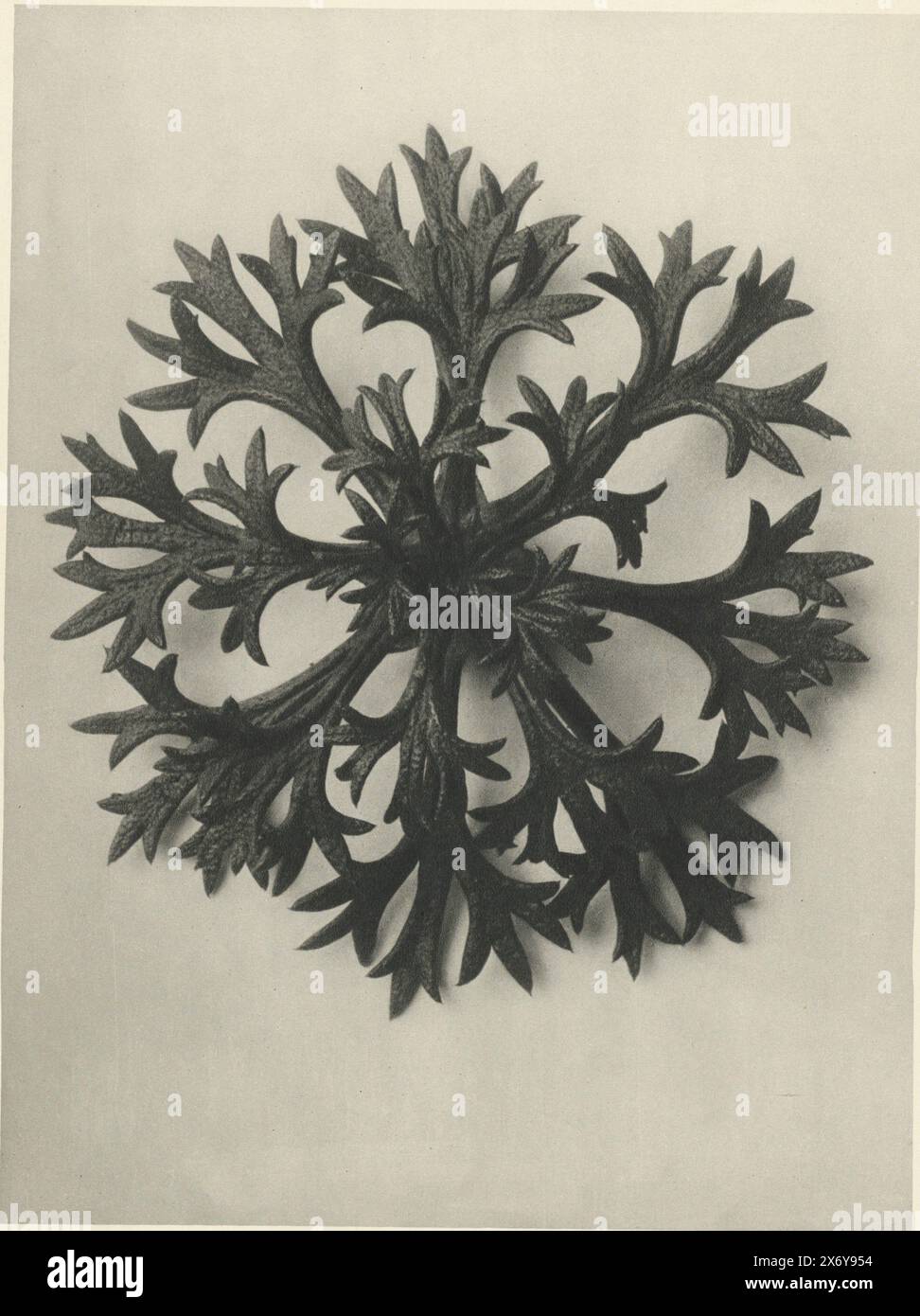 Plant study, Urformen der Kunst (series title), facher Vergrößerung ...