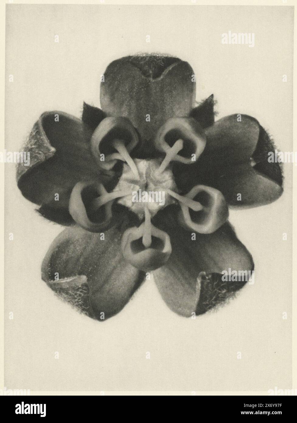 Plant study, Urformen der Kunst (series title), facher Vergrößerung ...