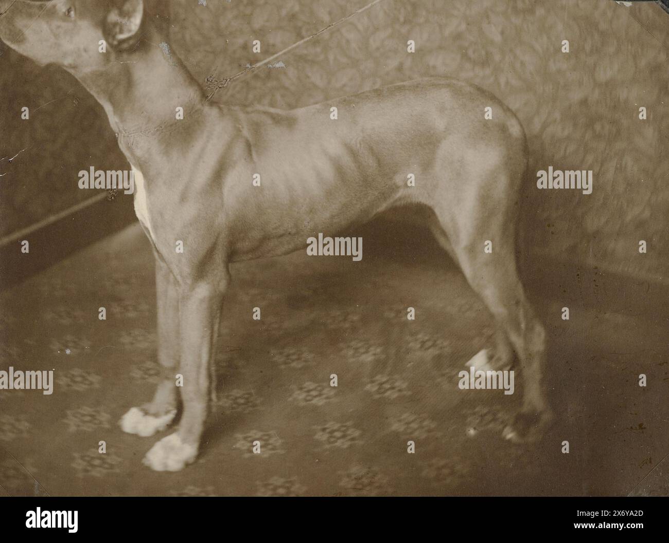 Portrait of a doll doctor dog in interior, This photo is part of an ...