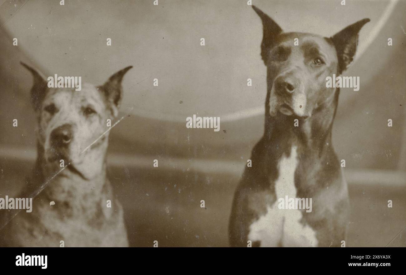 Portrait of two dogs of the doll doctor, This photo is part of an album ...