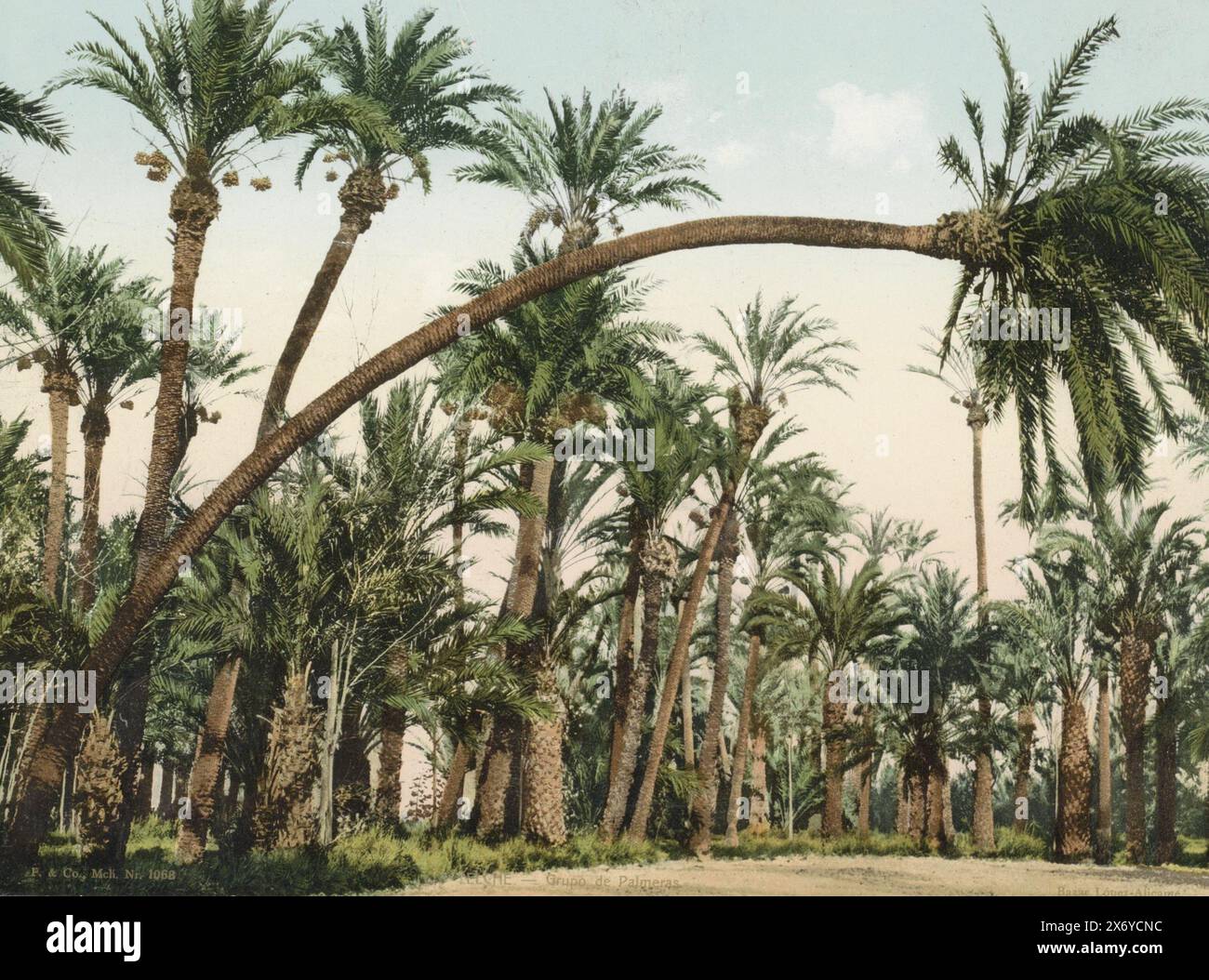 Grupo de palmeras hi-res stock photography and images - Alamy